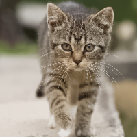 NVIDIA CV-CUDAを動かしてみた - 情報まとめ - #Python - Qiita