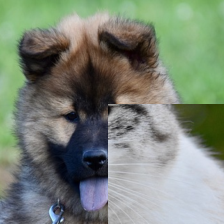 torchvision transforms V2 #DeepLearning - Qiita