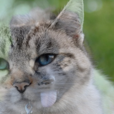 torchvision transforms V2 #DeepLearning - Qiita