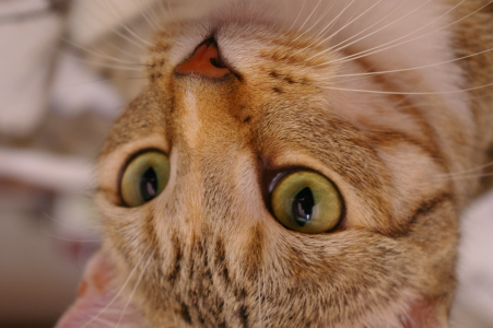 torchvision.transformsでランダムに画像を90°単位で回転させる #Python - Qiita