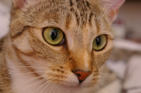 torchvision.transformsでランダムに画像を90°単位で回転させる #Python - Qiita