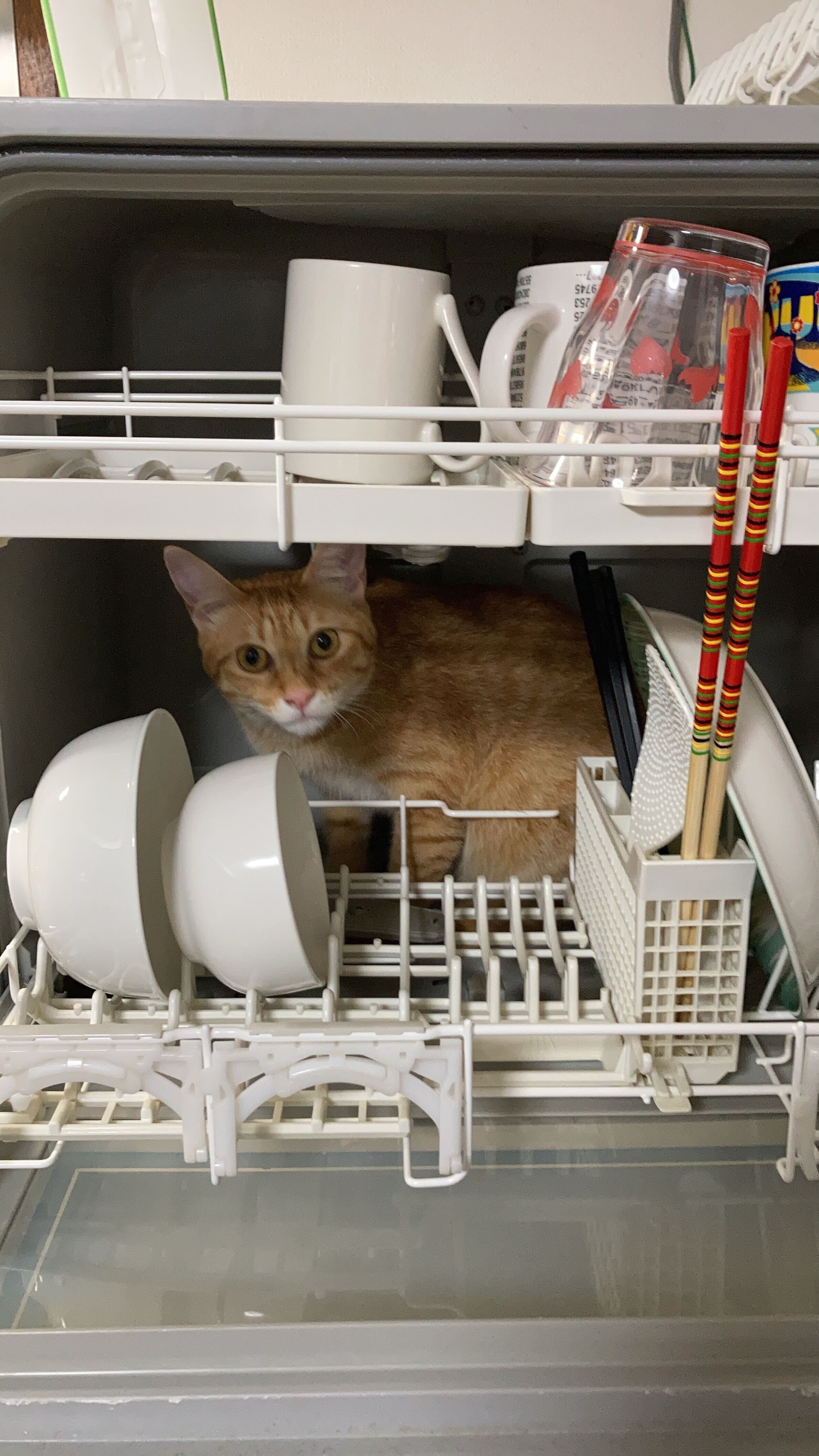 OpenAI GPT-4V の API を使って画像を AI に説明させよう！ #Python - Qiita