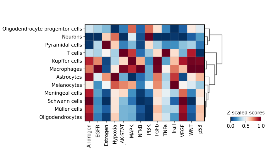 scanpy/decouplerを用いてscRNA-seqデータを解析してみた #Python - Qiita