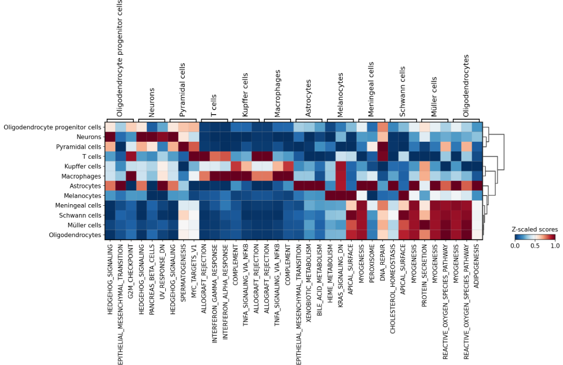 scanpy/decouplerを用いてscRNA-seqデータを解析してみた #Python - Qiita