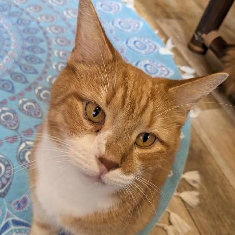 【Laravel】GMO Payment Gatewayで簡単・安全・カスタマイズ可能な決済機能を実現！ #API - Qiita